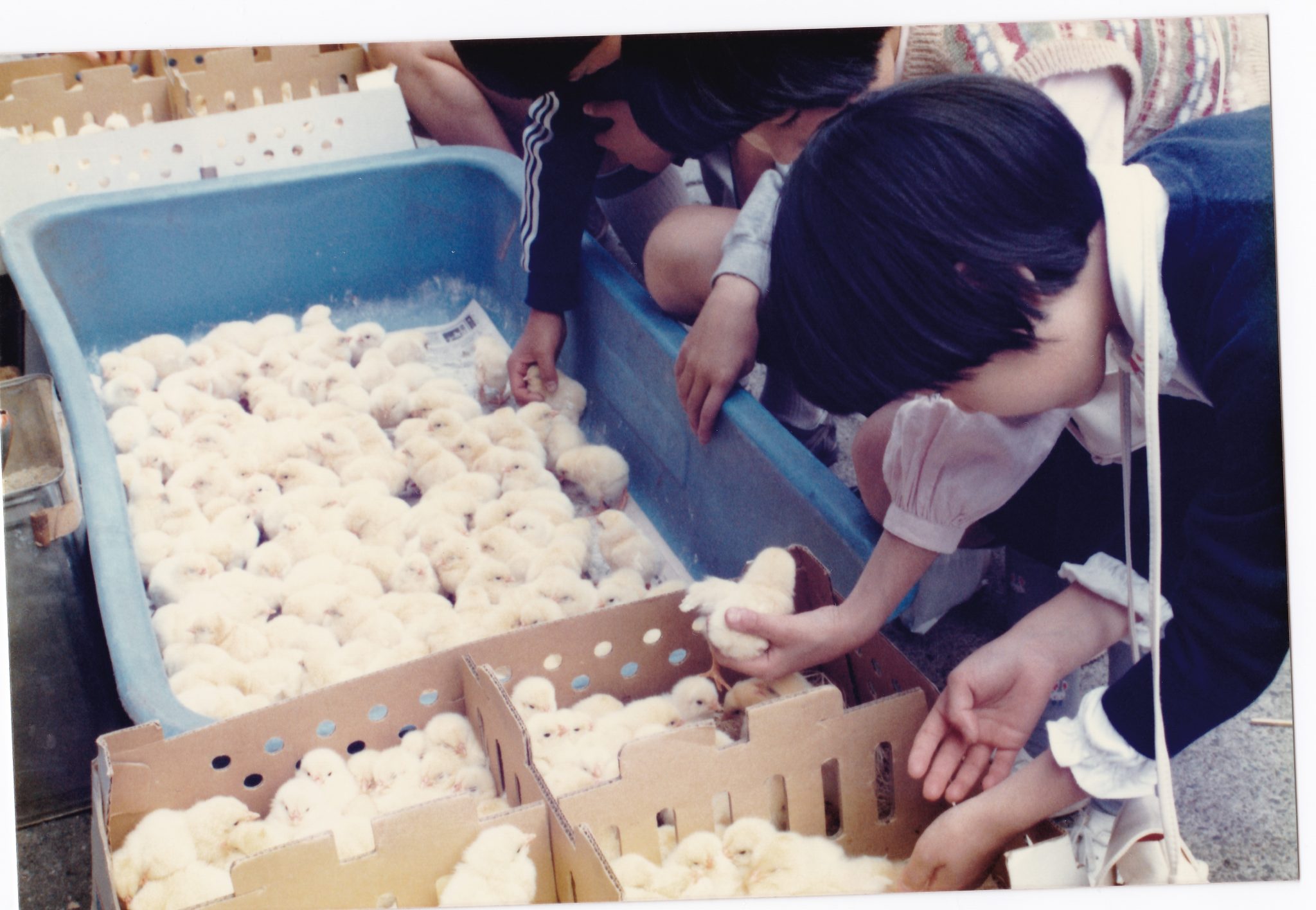 No.1104 清正公お祭り・ひよこ売り | 高輪今昔物語